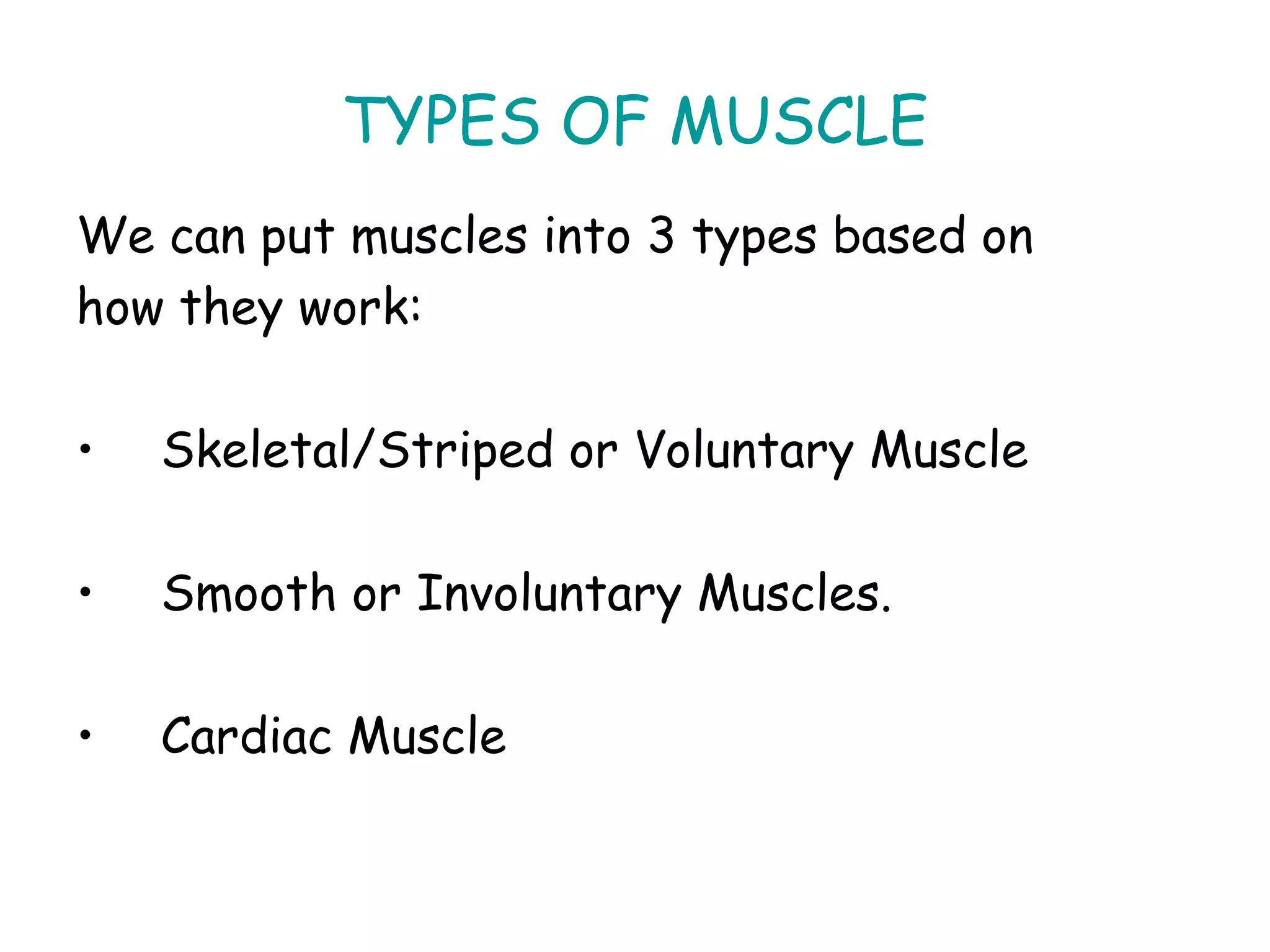 The muscular system powerpoint | PPT