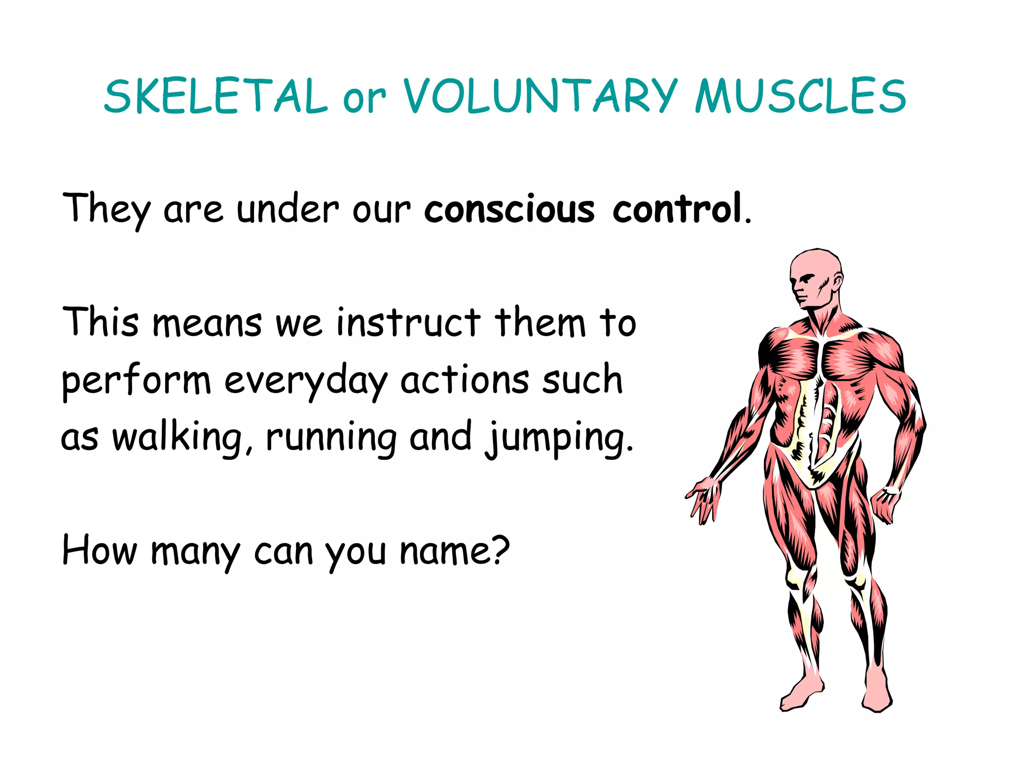 The muscular system powerpoint | PPT