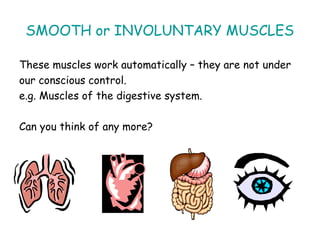The muscular system powerpoint | PPT