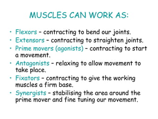 The muscular system powerpoint | PPT