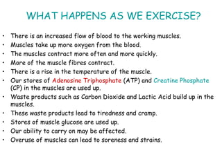 The muscular system powerpoint | PPT