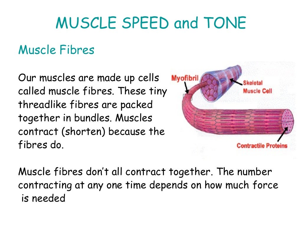 Muscle Ppt