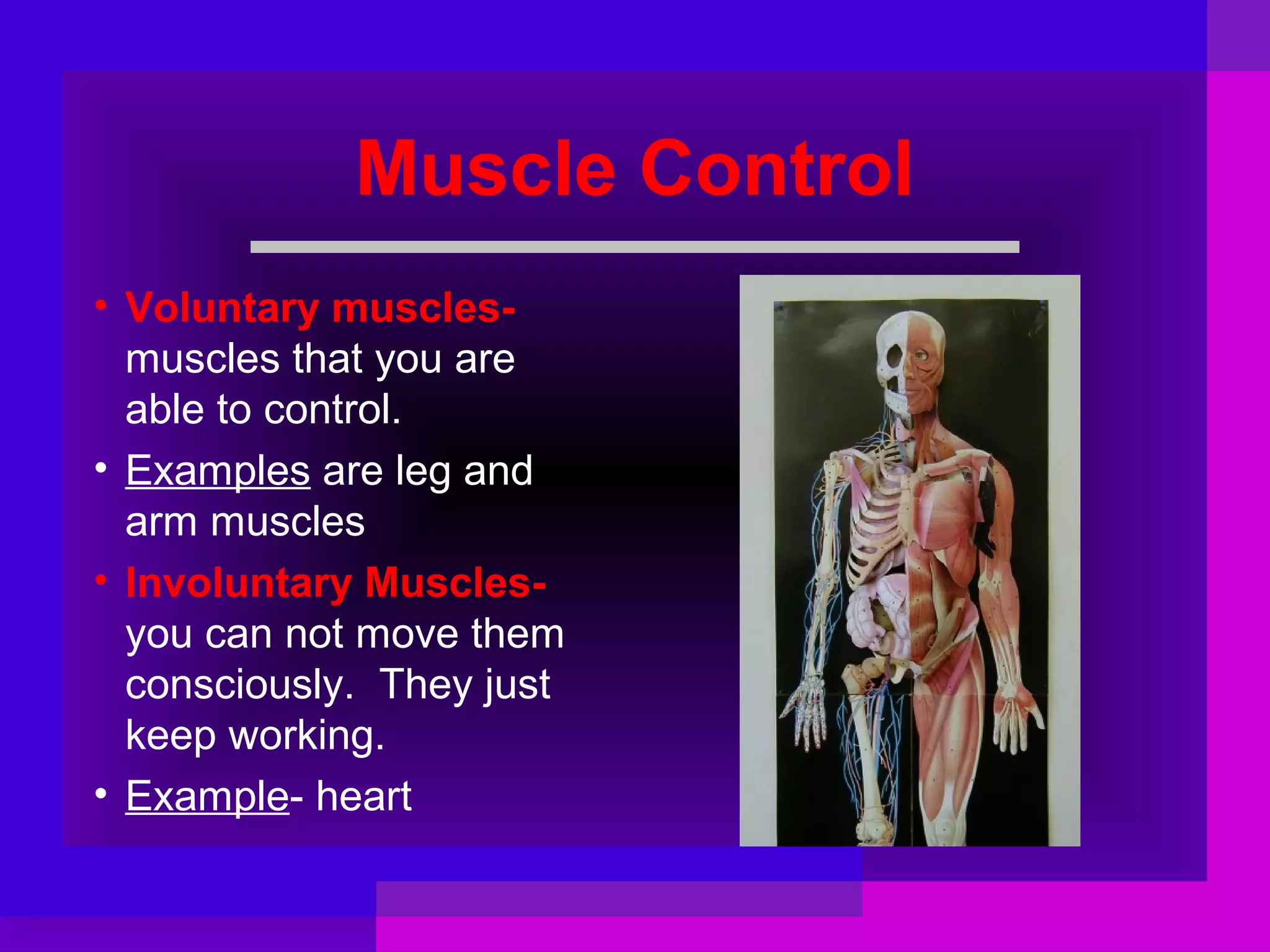 Muscular System | PPT