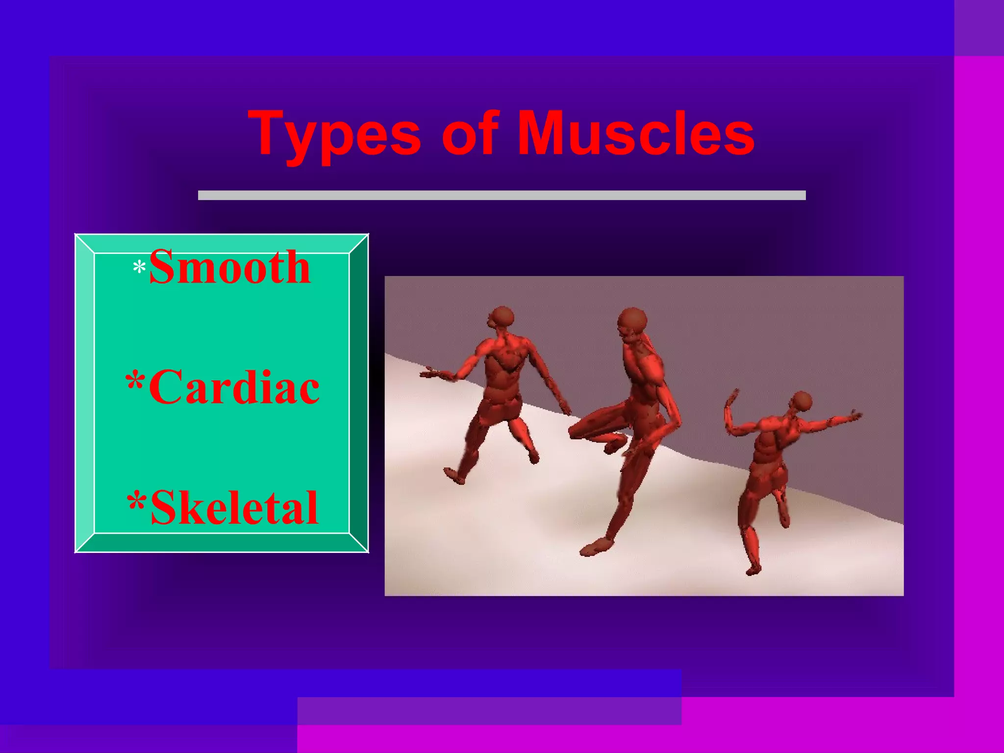 Muscular System | PPT