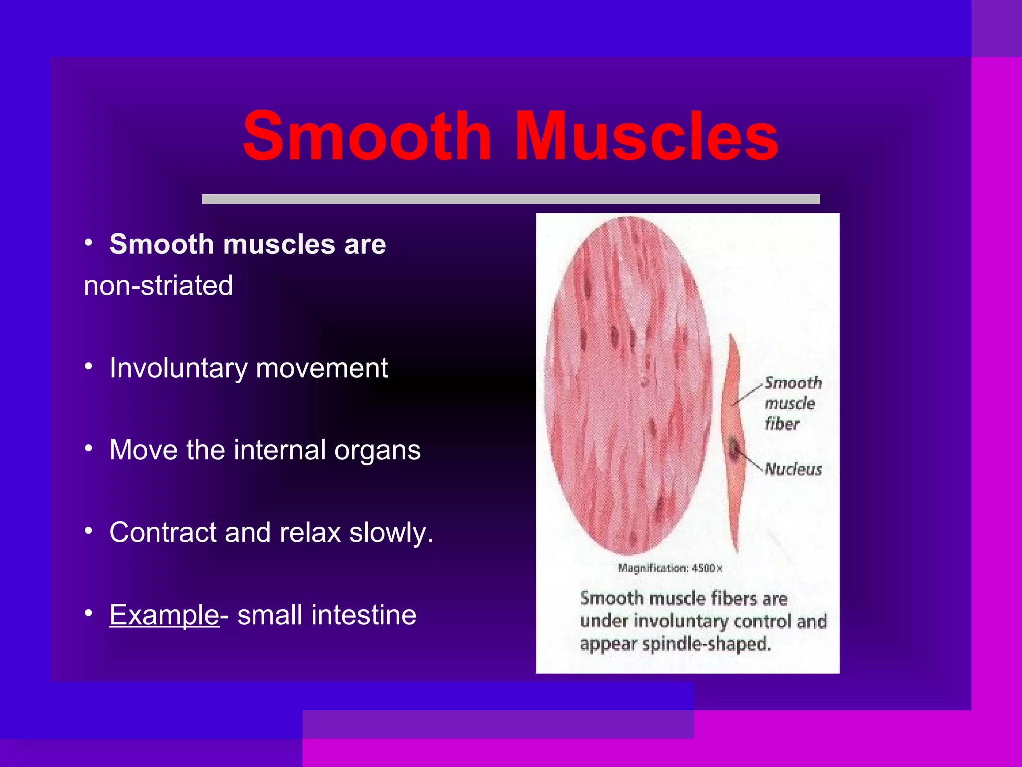 Muscular System | PPT