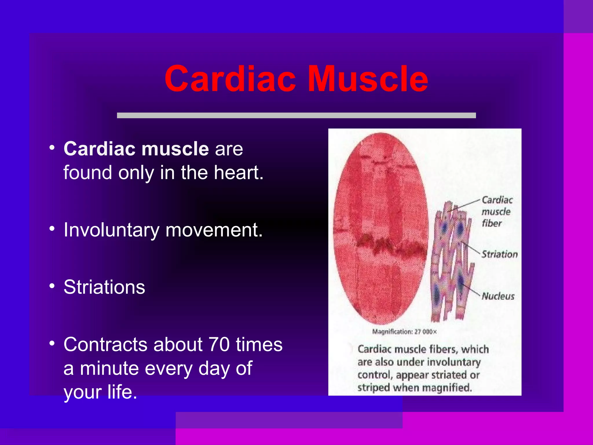 Muscular System | PPT