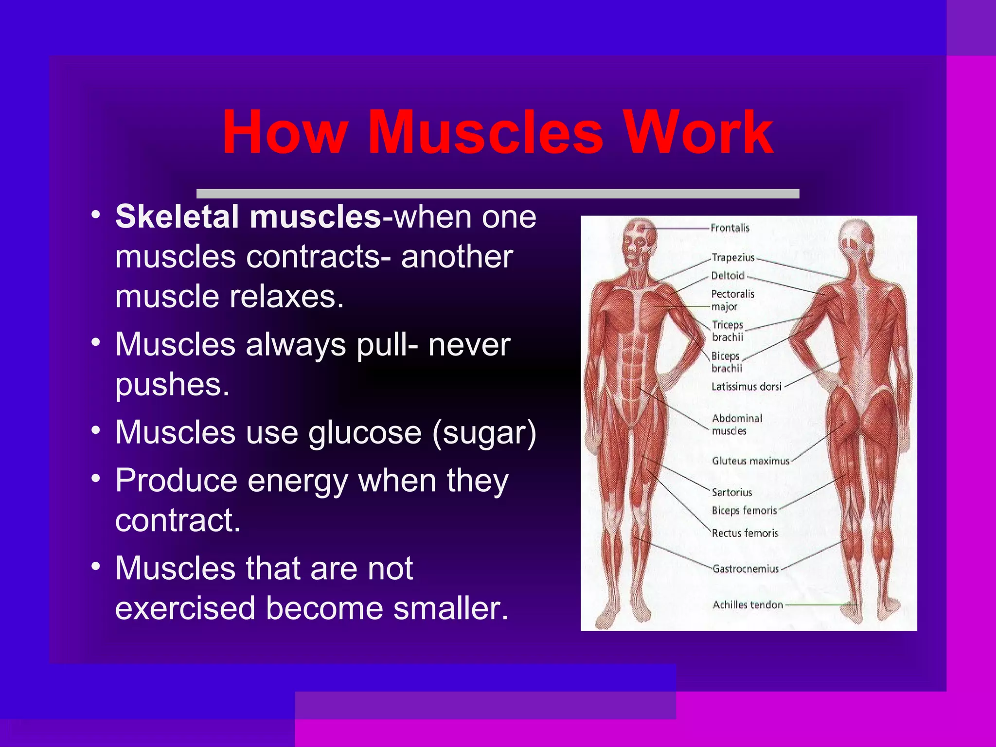 Muscular System | PPT
