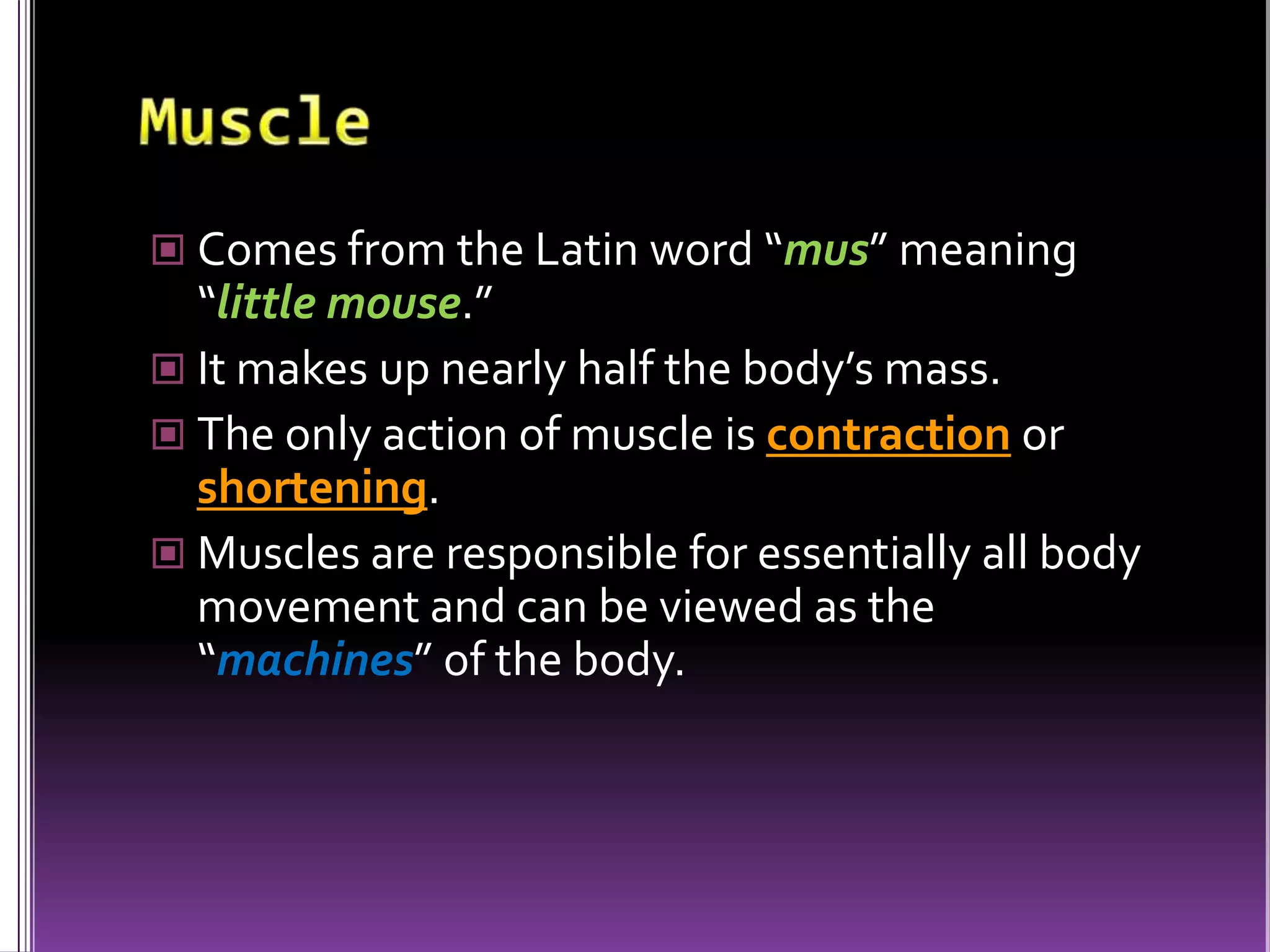 The muscular system (slide show) | PPSX