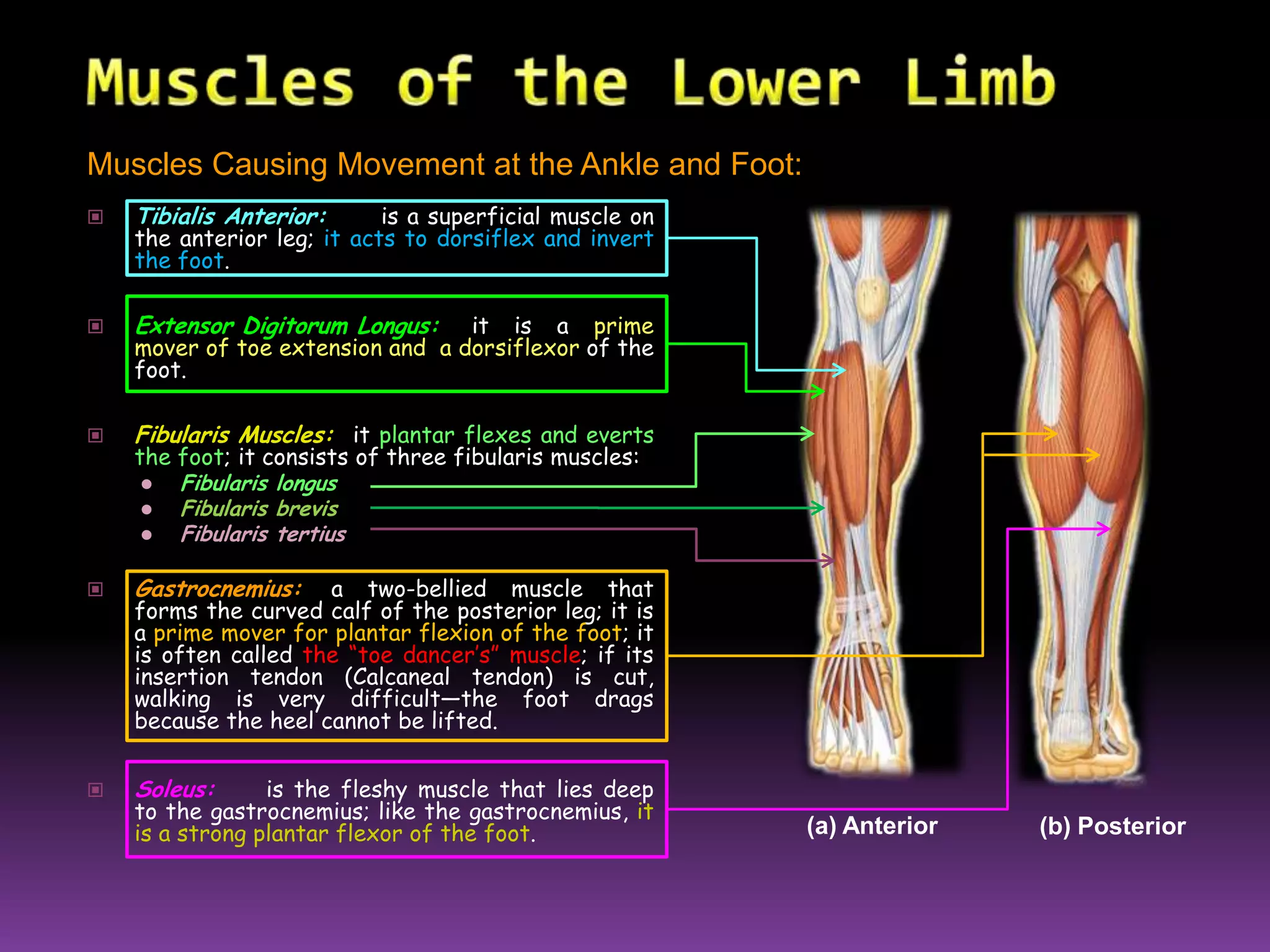 The muscular system (slide show) | PPSX