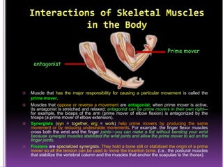 The muscular system (slide show) | PPSX