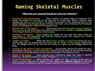 The muscular system (slide show) | PPSX