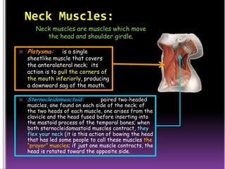 The muscular system (slide show) | PPSX