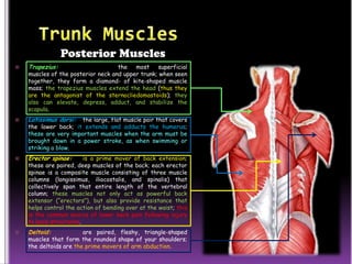 The muscular system (slide show) | PPSX