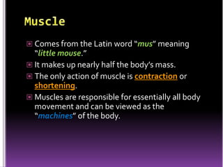 The muscular system (slide show) | PPSX