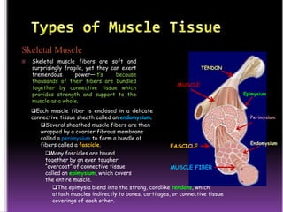 The muscular system (slide show) | PPSX