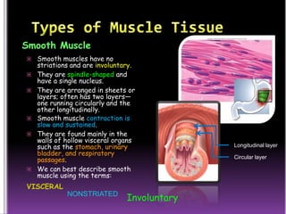 The muscular system (slide show) | PPSX