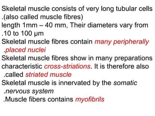The muscular tissue.General histology.ppt