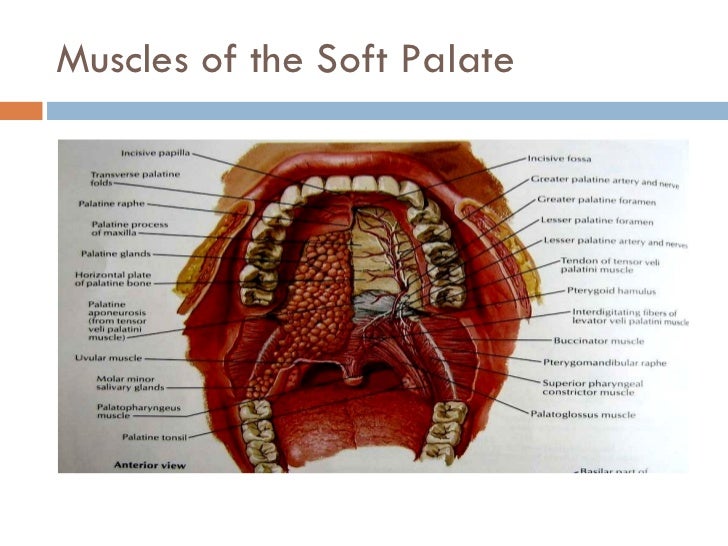 Soft Palate Muscles Function Definition Human