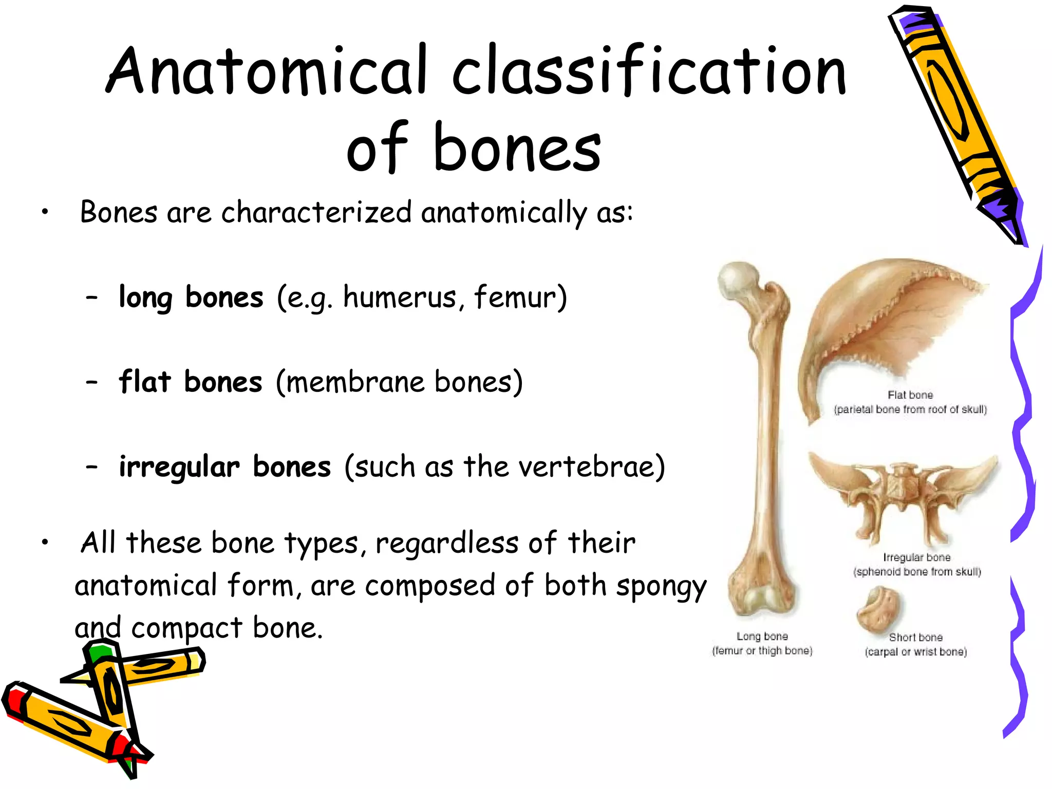 The musculoskeletal system | PPT