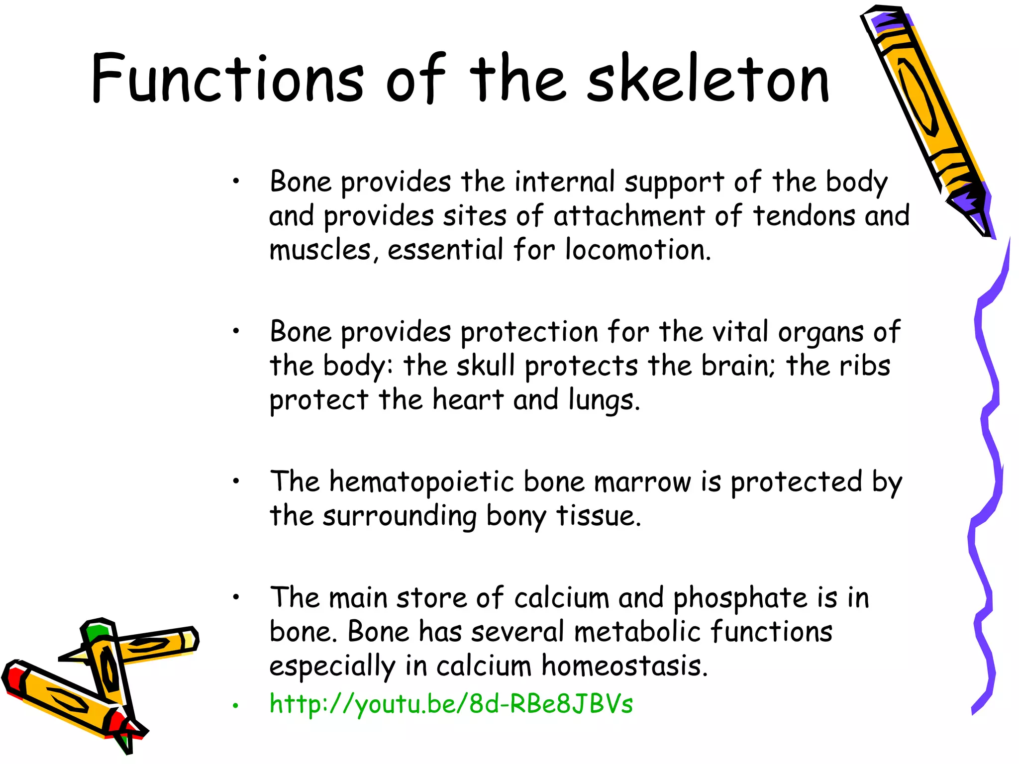 The musculoskeletal system | PPT