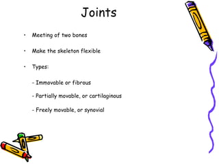 The musculoskeletal system | PPT