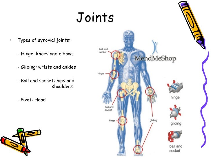 The musculoskeletal system