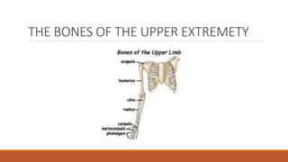 The musculoskeletal system | PPTX