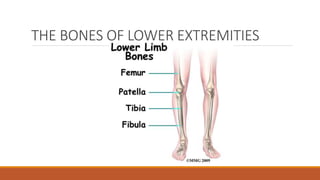 The musculoskeletal system | PPTX