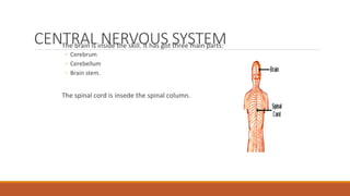 The musculoskeletal system | PPTX