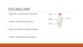 The musculoskeletal system | PPT