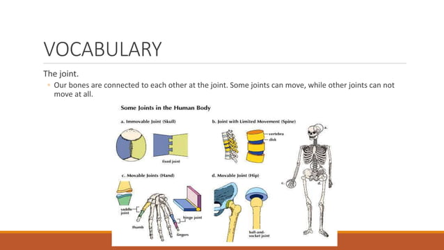 The musculoskeletal system | PPT