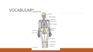 The musculoskeletal system | PPTX