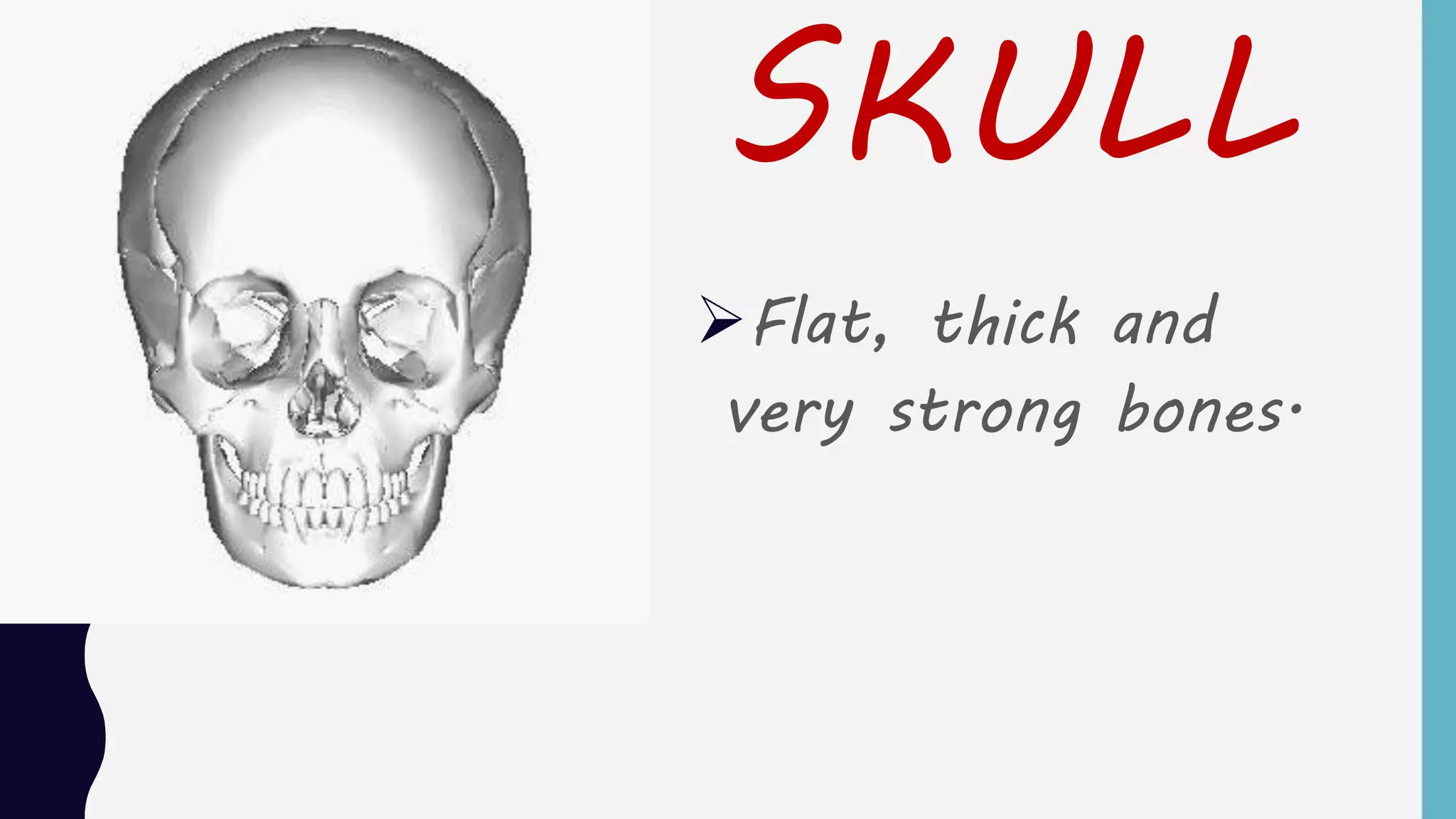 The musculoskeletal system Grade 6 | PPTX