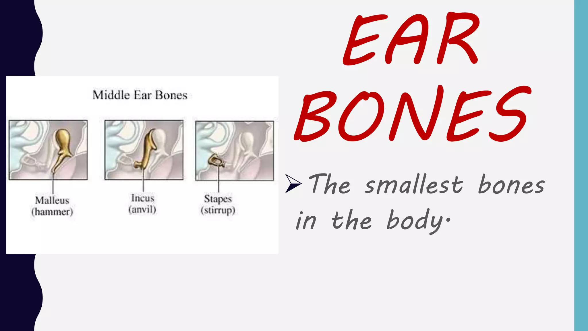 The musculoskeletal system Grade 6 | PPTX