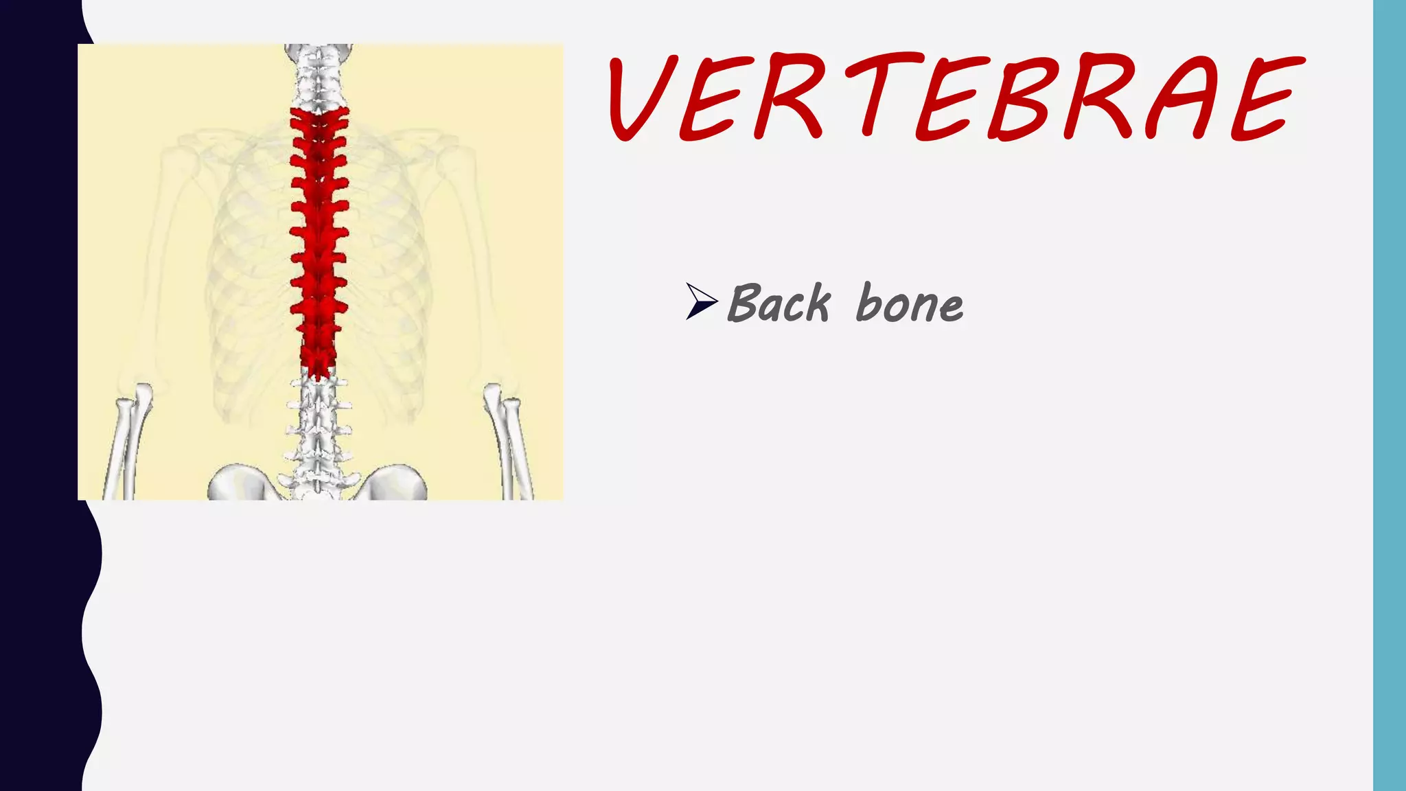 The musculoskeletal system Grade 6 | PPTX