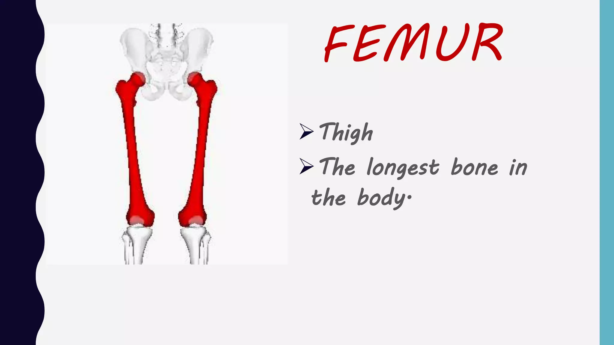 The musculoskeletal system Grade 6 | PPTX