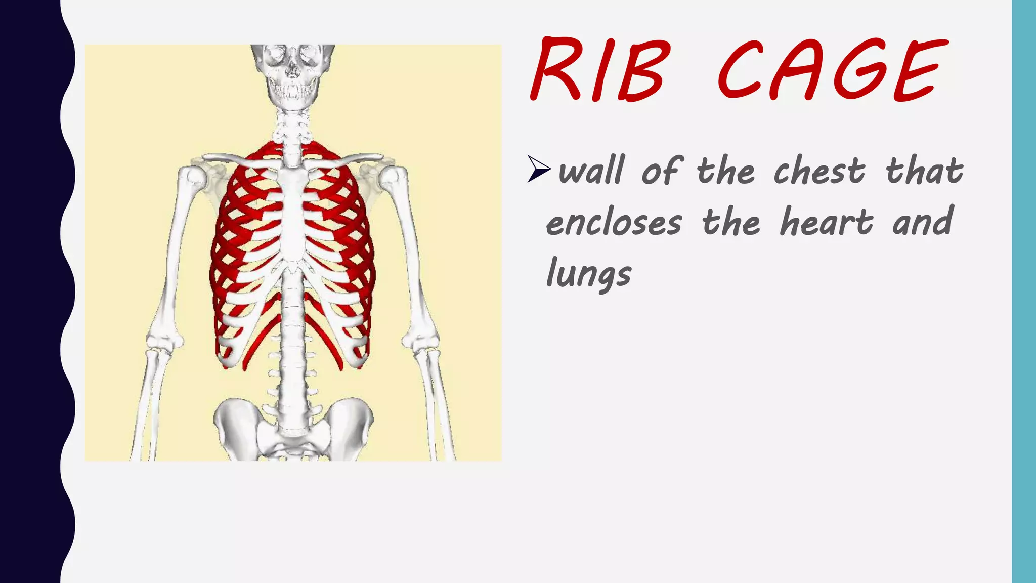 The musculoskeletal system Grade 6 | PPTX
