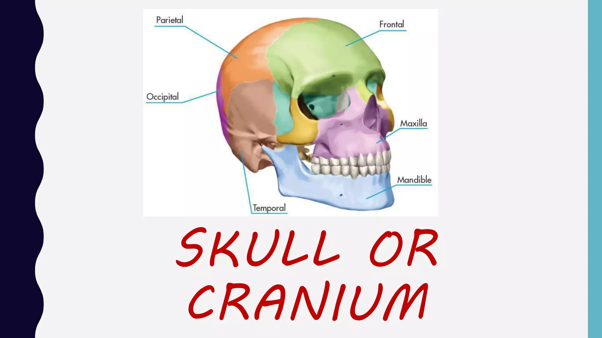 The musculoskeletal system Grade 6 | PPTX