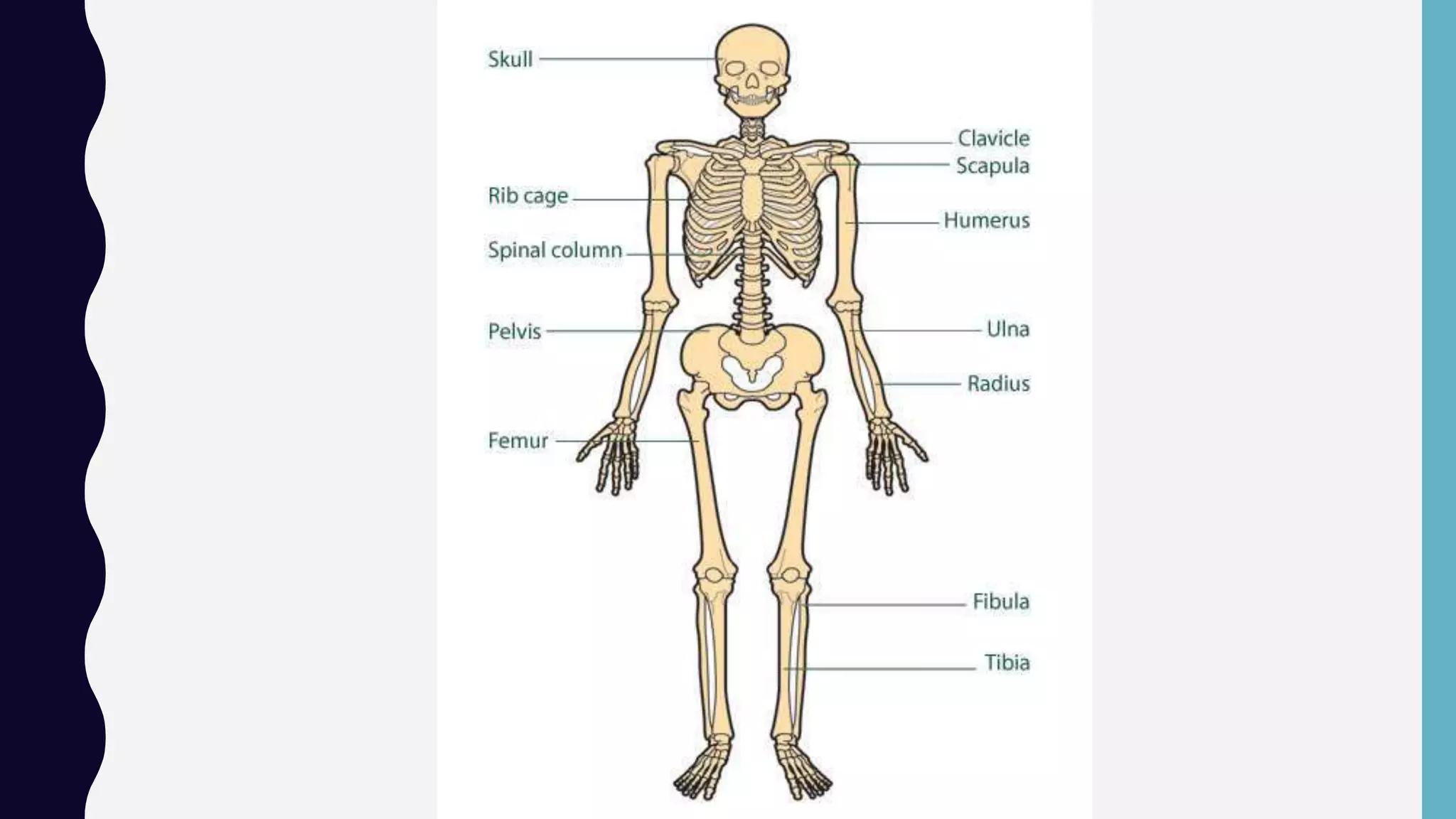 The musculoskeletal system Grade 6 | PPTX