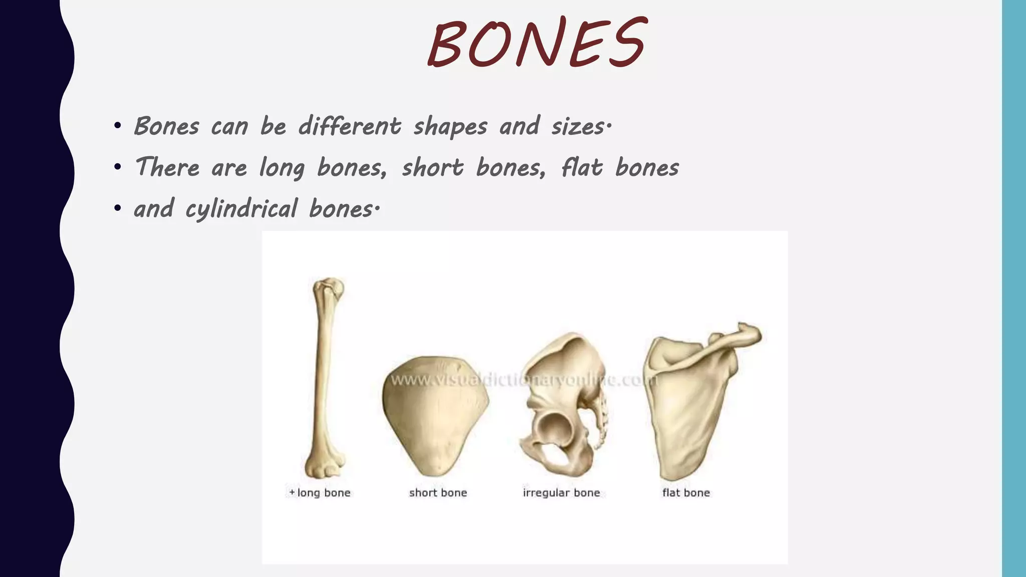 The musculoskeletal system Grade 6 | PPTX