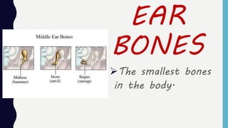 The musculoskeletal system Grade 6 | PPTX