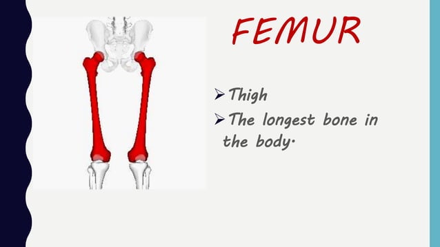 The musculoskeletal system Grade 6 | PPTX