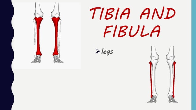 The musculoskeletal system Grade 6 | PPTX
