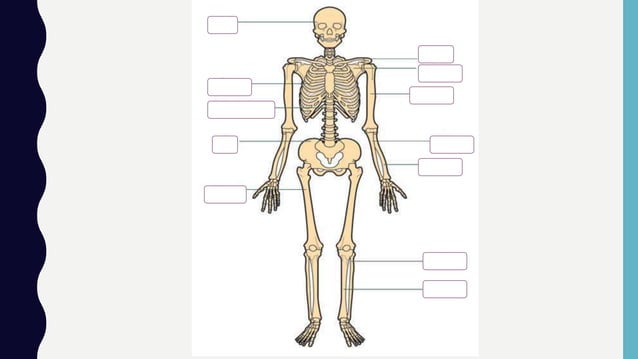 The musculoskeletal system Grade 6 | PPTX