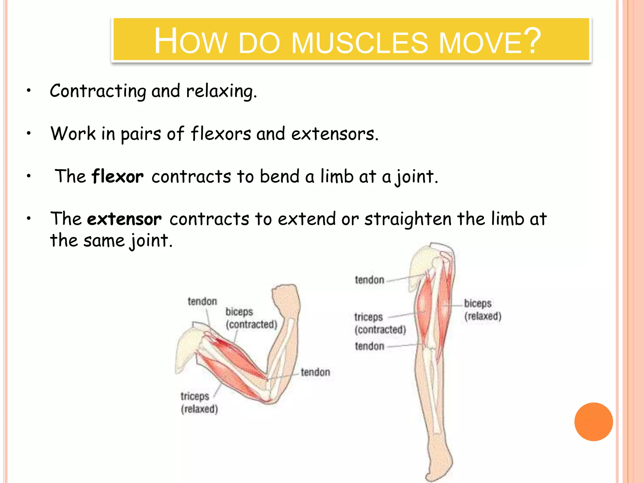 The Musculoskeletal system | PPT