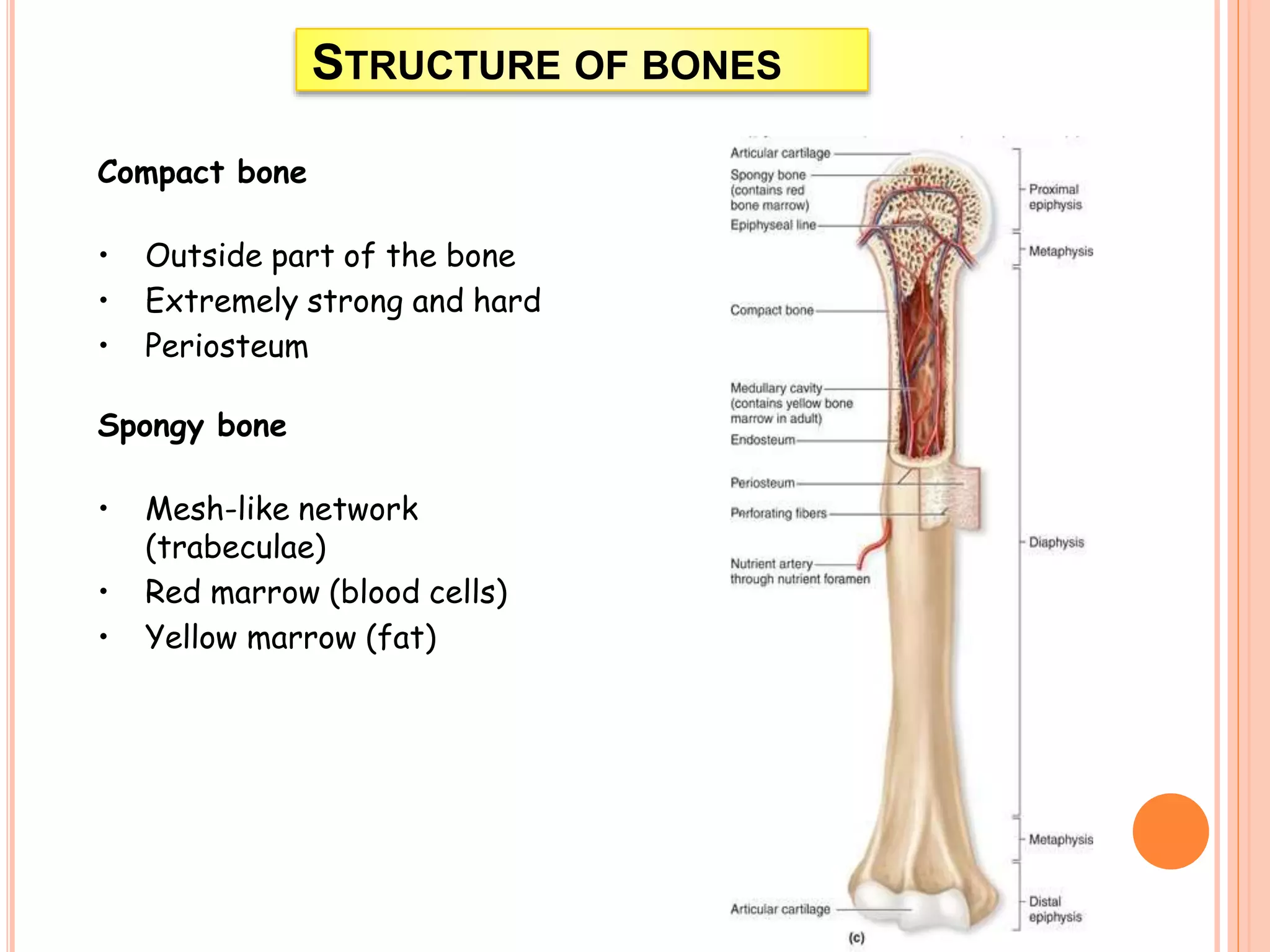 The Musculoskeletal system | PPTX