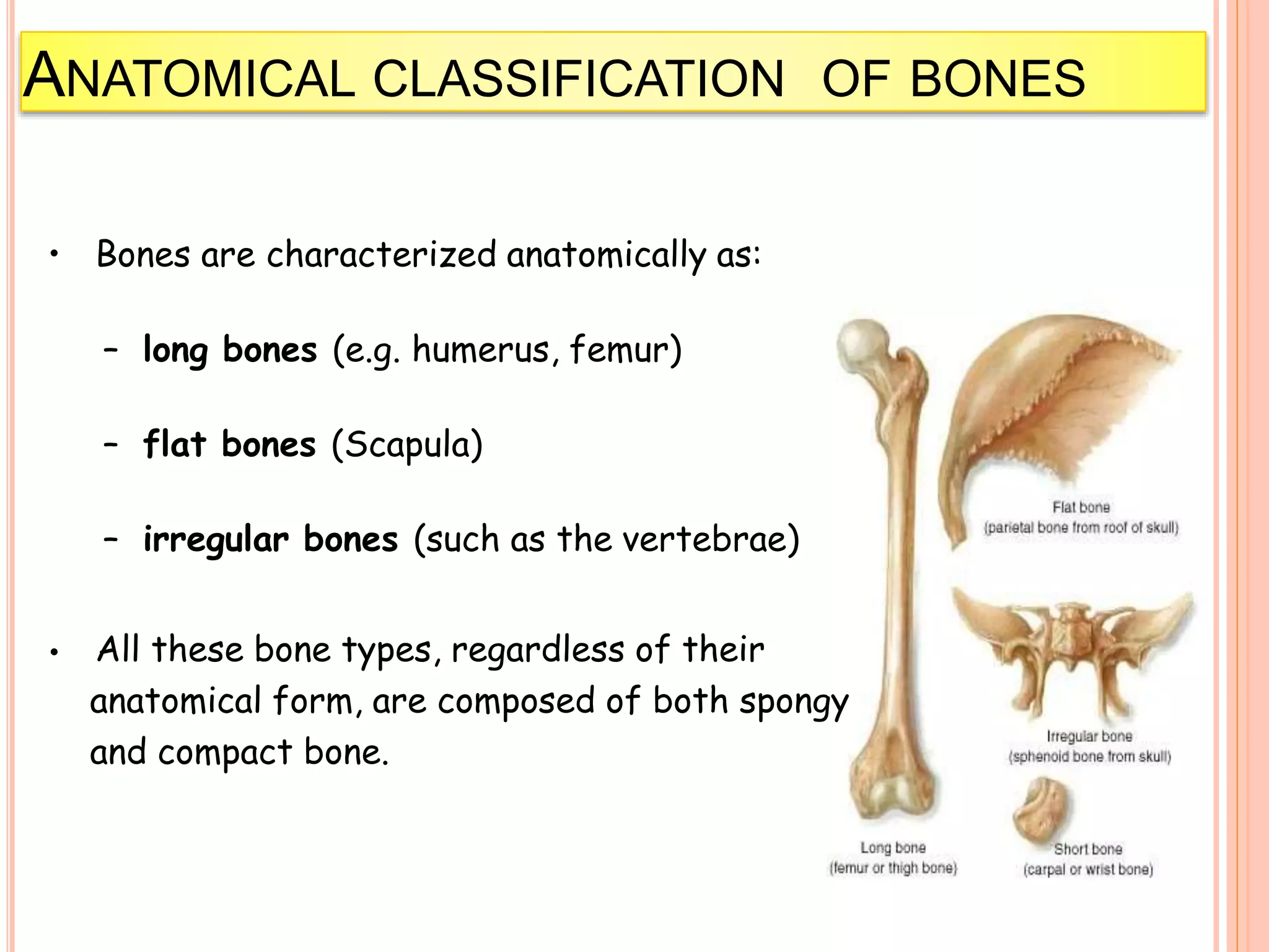 The Musculoskeletal system | PPTX