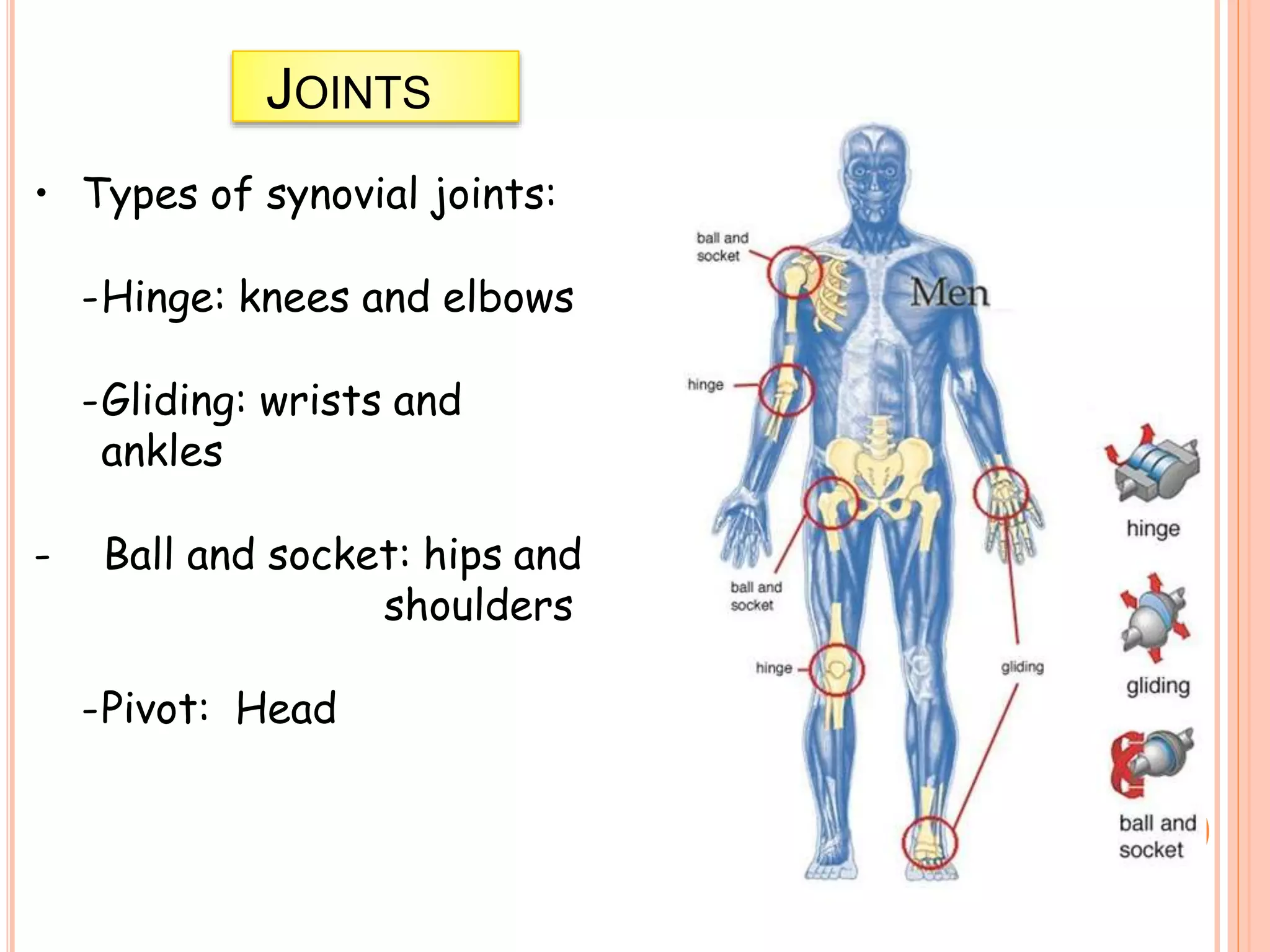 The Musculoskeletal system | PPTX