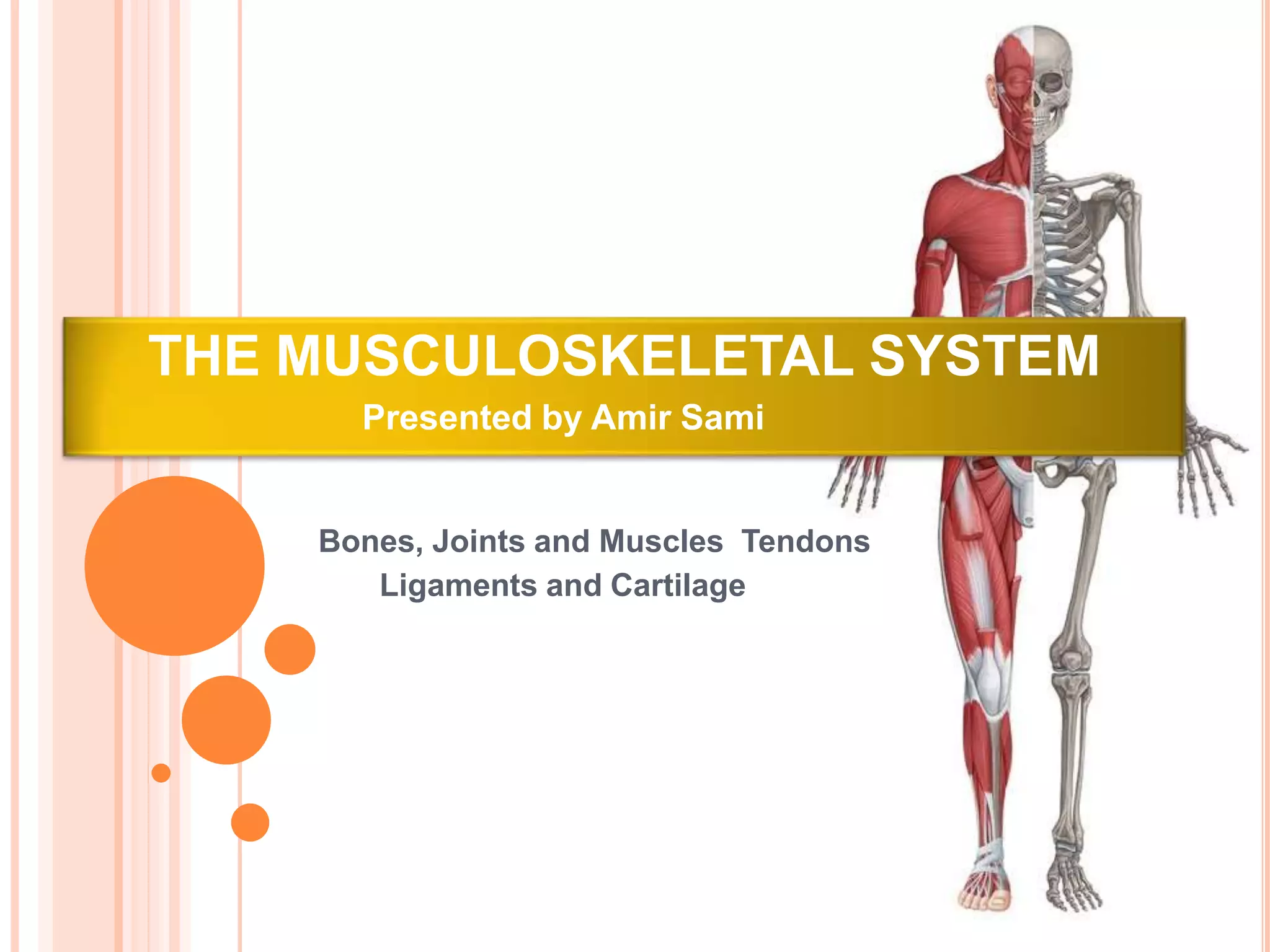 The Musculoskeletal system | PPT