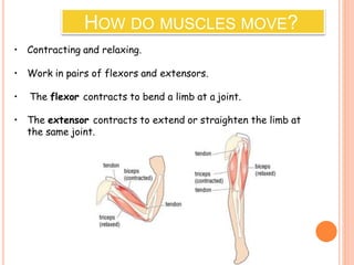 The Musculoskeletal system | PPT